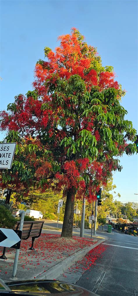 Plant Identification Australia Could Someone Please Tell Me What Type Of Tree This Is