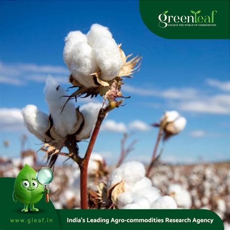 Congs Cotton Certification Allegations Misleading Govt
