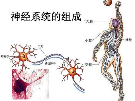 神经系统疾病概述word文档在线阅读与下载文档网