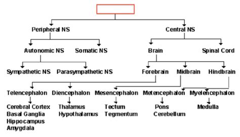 Nervous System Organization Chart Flashcards Quizlet