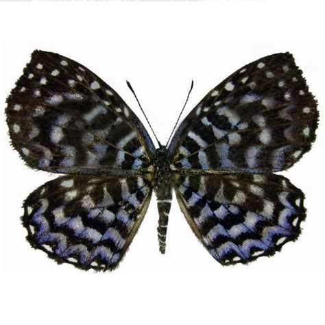 Bicbugs Napaea Heteroea Blue Purple Riodinid Peru