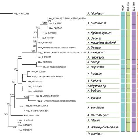 Bayesian Tree Constructed With Cytb Data Set Numerals Above The Nodes