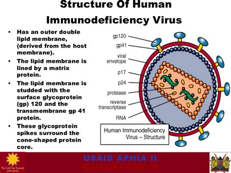 Explore The Structural Biology Of Hiv Thmorc