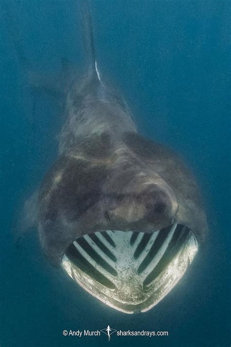 Basking Shark Teeth