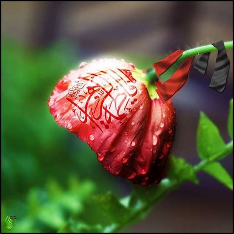 زينب، مشكاة نور