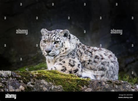 Closeup Up Of An Adult Snow Leopard Panthera Uncia Watching From A