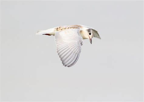 What Is A Small Gull Called Birdful