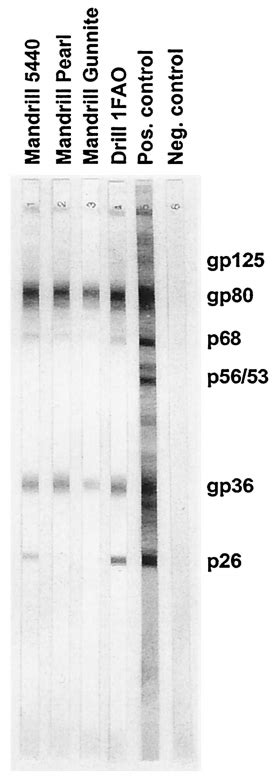 Western Blot Analysis Hiv 2 Blot12 Genelabs Of Drill And Mandrill