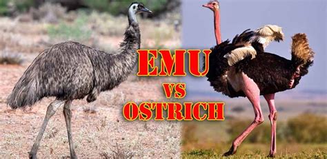 Ostrich Emu The Differences Youtube In A Race Guess Who Would Win