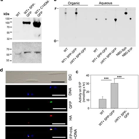 Recombinant Leishmania Major Spp Exhibits No Specific Activity Towards Download Scientific