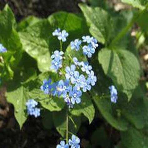 Brunnera Macrophylla Langtrees 百度百科