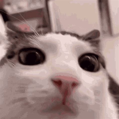 Starecat 