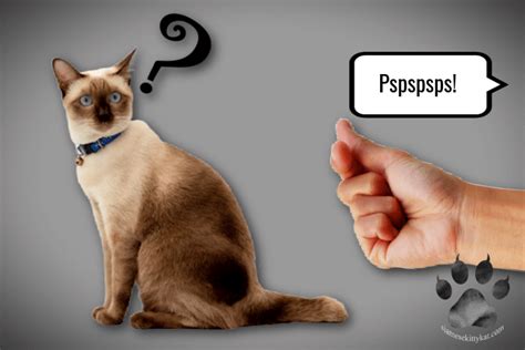 Why Are Cats Attracted To Pspsps At Evelyn Wegner Blog