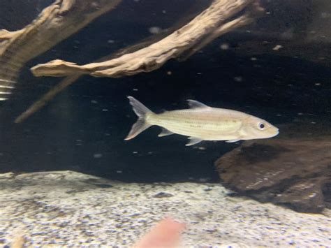 For Sale Hydrocynus Brevis African Tiger