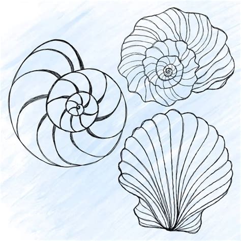 Sea Shell Drawing