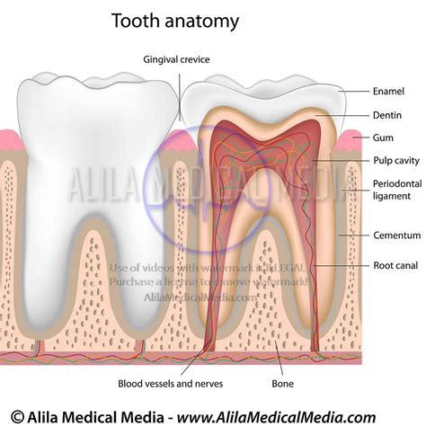 Alila Medical Media Tooth Anatomy Labeled Diagram Medical