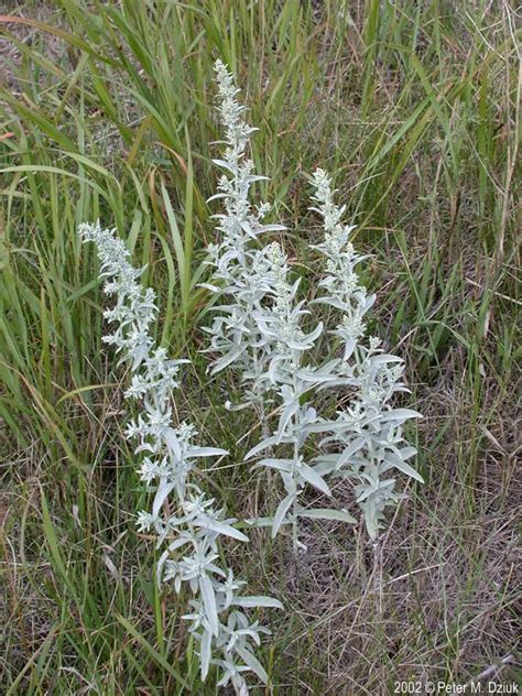 White Sage Plant Growing Guide Smudging And Seeds Artofit