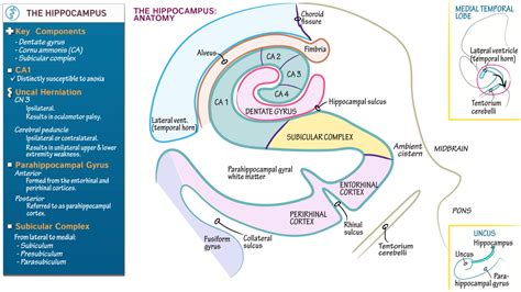 Hippocampus Function