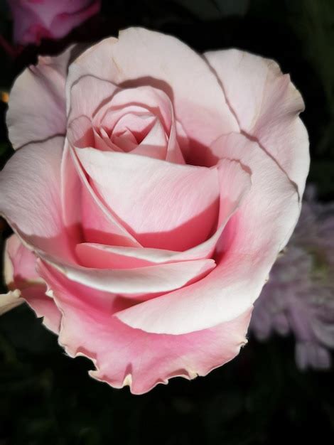 Premium Photo Close Up Of Pink Rose