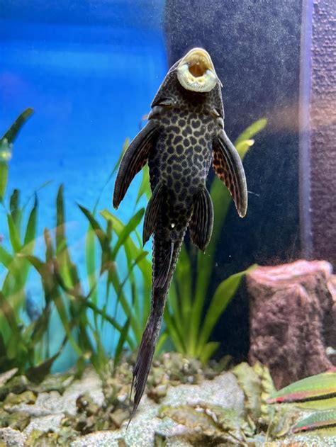 Pleco Sex Identification Rpleco