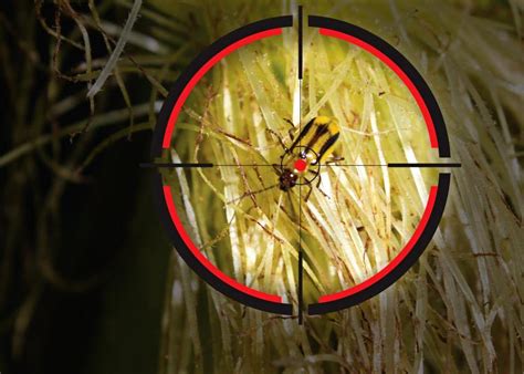 Corn Rootworm Beetle Counts Forecast Problems For 2023 Agweb