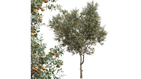 3d Model New Plant Citrus Dancy Mandarin Tangerine Turbosquid 2184281