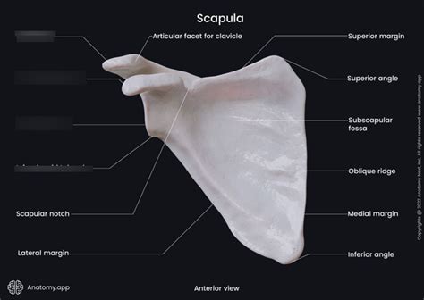 Scapulaanterior View Diagram Quizlet