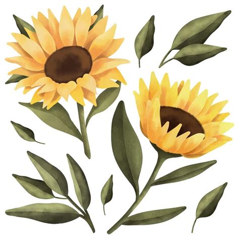 Sunflower Watercolor Clipart Vectors And Illustrations For Free Download