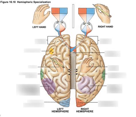 Hemispheric Specialization Diagram Quizlet