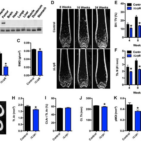 Bone Histomorphometry Download Table