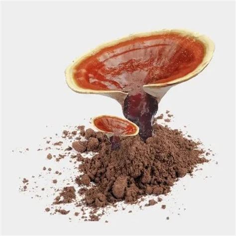 Ganoderma Extract At ₹ 1600kg Ganoderma Extract In Ghaziabad Id