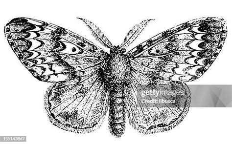 Gypsy Moth High Res Vector Graphic Getty Images