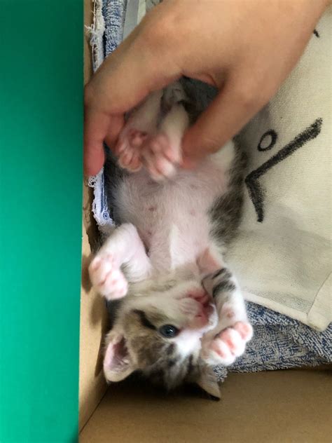 子猫と遊ぶ Ozeのブログ