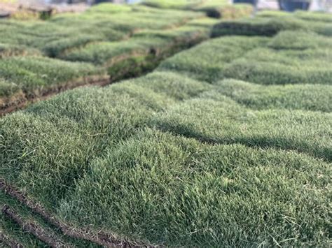 290 Grass Updated May 2025 12 Photos And 19 Reviews 12423