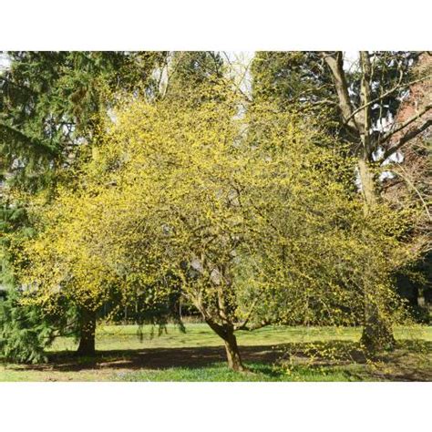 Cornus Mas Uk