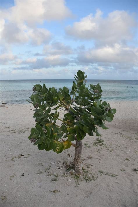 French Cotton Bush On A Sand Beach In Aruba Stock Image Image Of View