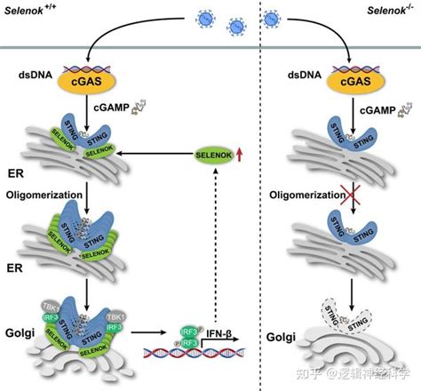 Plos Pathog︱山东大学贾木天赵伟团队揭示硒蛋白调控sting激活新机制 知乎