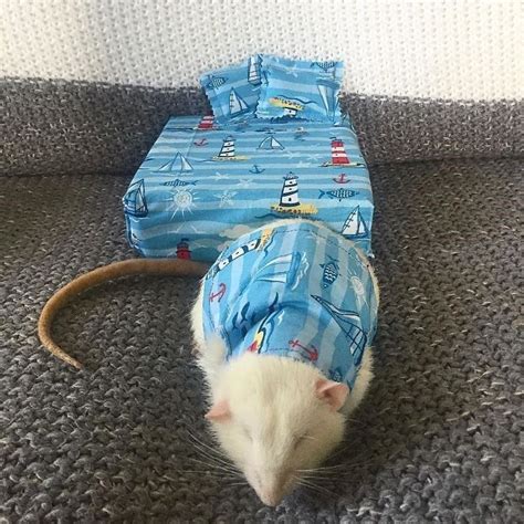 Woman Creates Tiny Mattresses For Rats Including Matching Pajamas