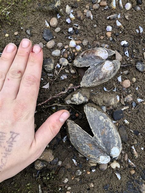 Bivalve Shells Outside Pittsburgh Pa Ranimalid