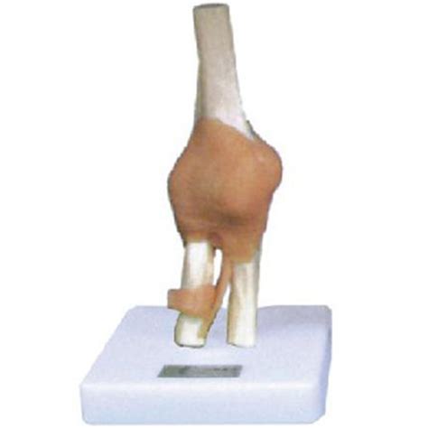 11209 5 Knee Jointwith Ligament Model Ari Medical