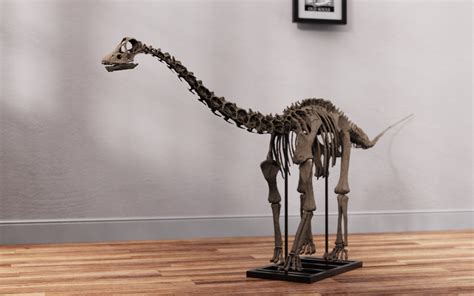 Juvenile Diplodocus Skeleton Fossil Replica Dinosaur Skeletons Dinosaur Skeletons