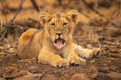 Asiatic Lion Cubs