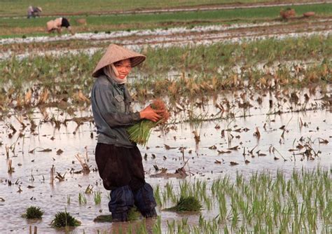Việt Nam Trở Thành Nước Hàng đầu Về Nông Nghiệp Năm 2050 Liệu Có Khả
