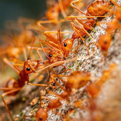Army Ants Attacking Humans