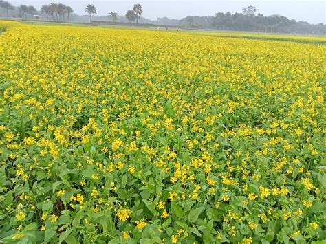 শুভ সন্ধ্যা বন্ধুরা Nikhil Kumar Akas Facebook