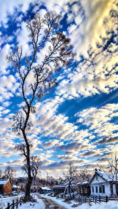 【话题探讨】生长素的发现过程实验中，去除尖端的胚芽鞘真的既不生长也不弯曲吗？ 知乎