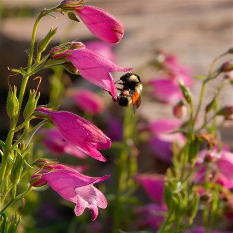 Red Rocks Penstemon