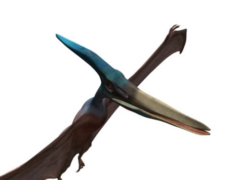 Pteranodon Ingens 3d Model
