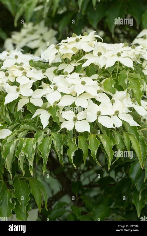 This Cornus Kousa John Slocock Rhs Garden Wisley Facebook 56 Off
