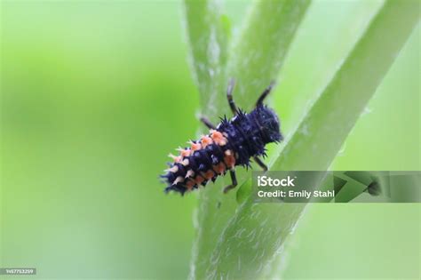 Closeup View Of A Ladybug Larva Crawling Along The Stem Of A Potato